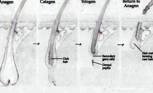 The Importance of Hair Cycles and Body Hair Extraction